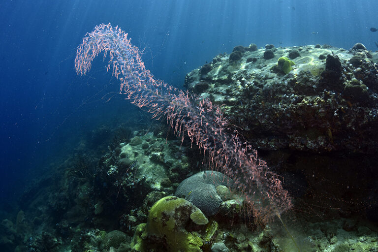 TALIACEOS: Pirosomas Salpas y Doliodilos (Tunicata: Thaliacea) – Costa ...