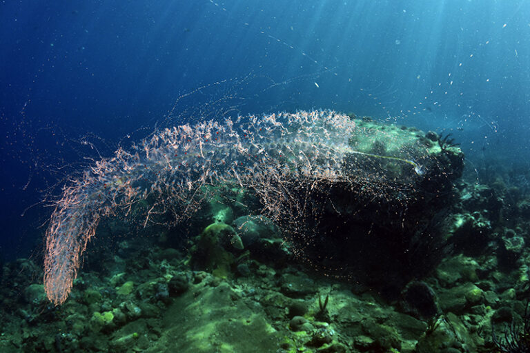 TALIACEOS: Pirosomas Salpas y Doliodilos (Tunicata: Thaliacea) – Costa ...