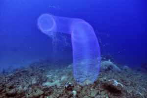 TALIACEOS: Pirosomas Salpas y Doliodilos (Tunicata: Thaliacea) – Costa ...