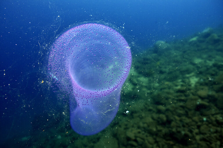 TALIACEOS: Pirosomas Salpas y Doliodilos (Tunicata: Thaliacea) – Costa ...