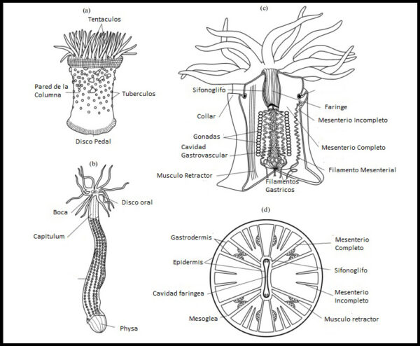 ANEMONAS MARINAS (CNIDARIA: ACTINARIA) – Costa de Venezuela